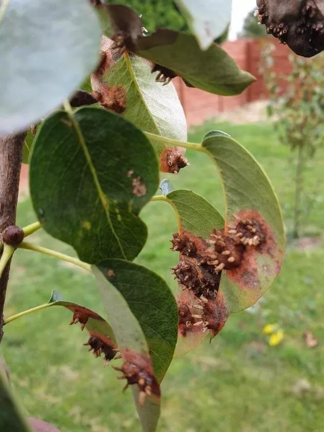 Rdza gruszy- co warto wiedzieć?