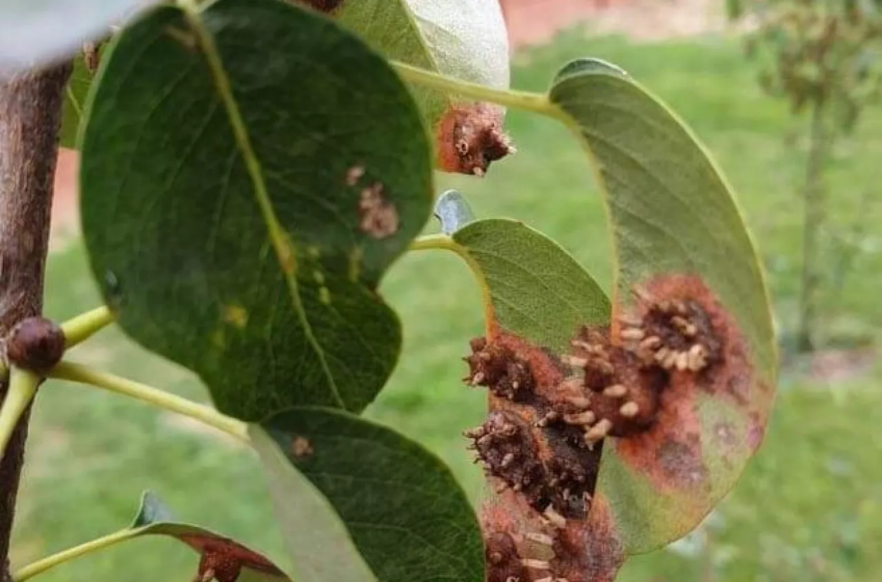 Rdza gruszy- co warto wiedzieć?