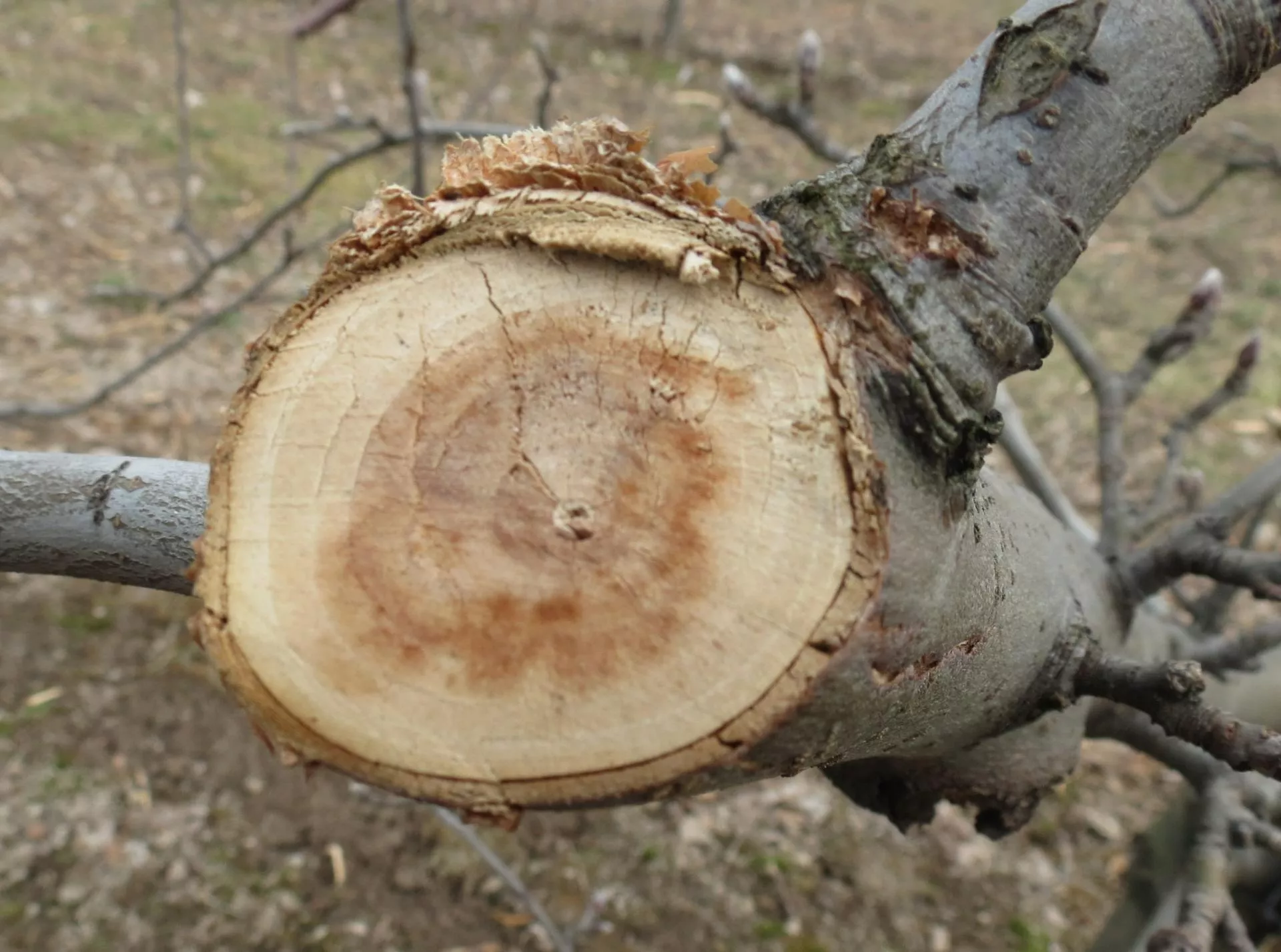 Choroby kory i drewna drzew ziarnkowych