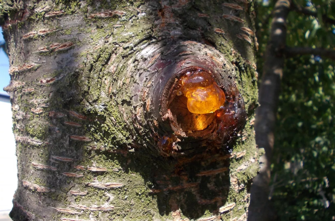 Choroby kory i drewna drzew pestkowych. W jaki sposób chronić sad przed rakiem bakteryjnym?